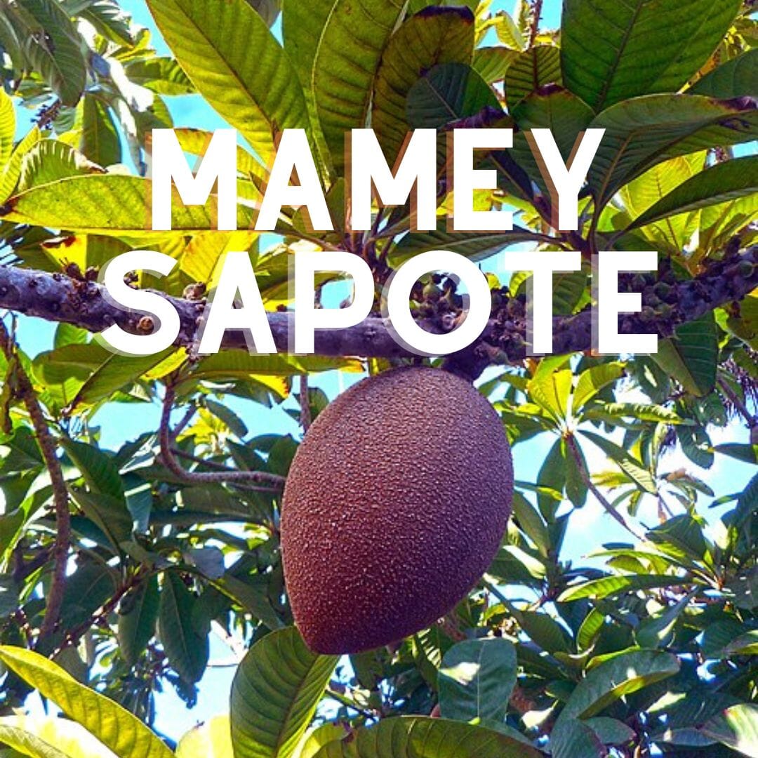 how long does it take for a mamey tree to bear fruit
