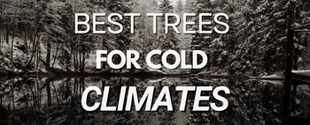 The Best Trees for Cold Climates – Everglades Farm