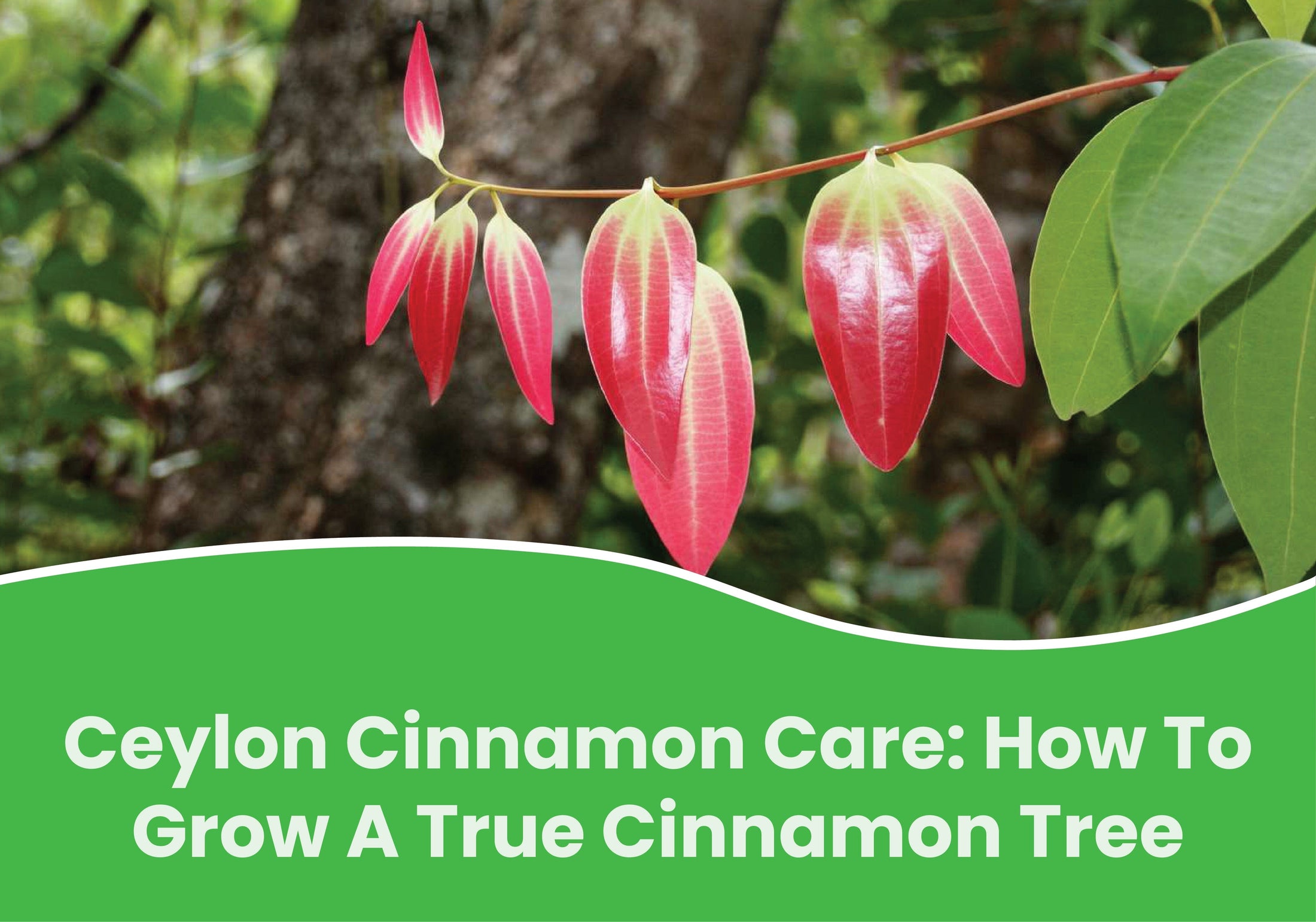 Ceylon Cinnamon Care: How To Grow Cinnamon Tree | Everglades Farm