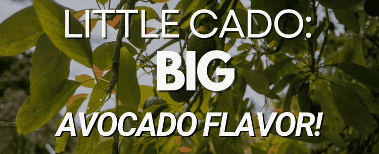 Meet the Little Cado: The Dwarf Avocado Tree That Packs a Punch!🥑👊🏼 ...
