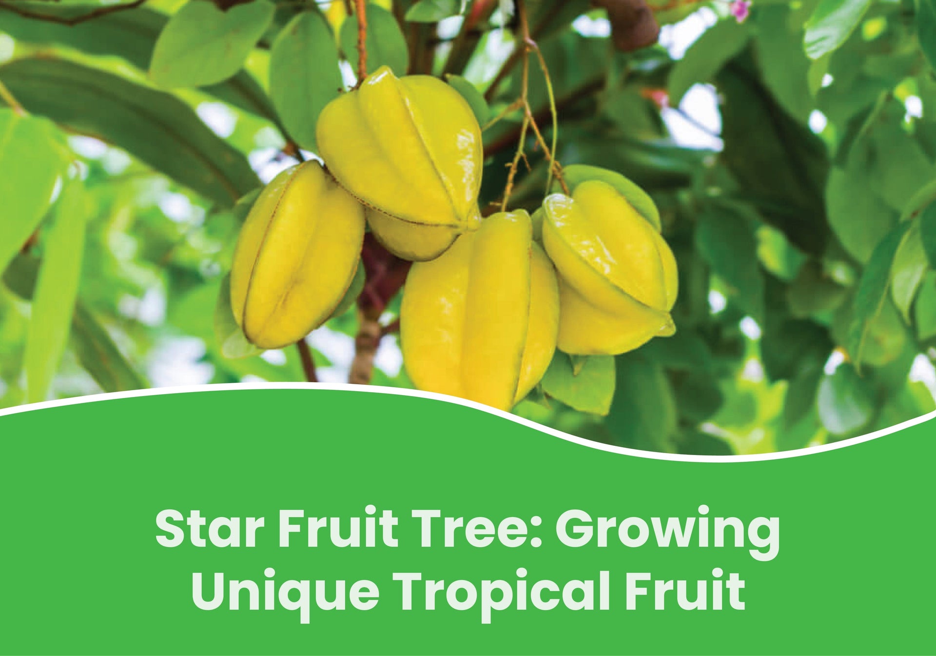 Star Fruit Tree: Growing Unique Tropical Fruit | Everglades Farm