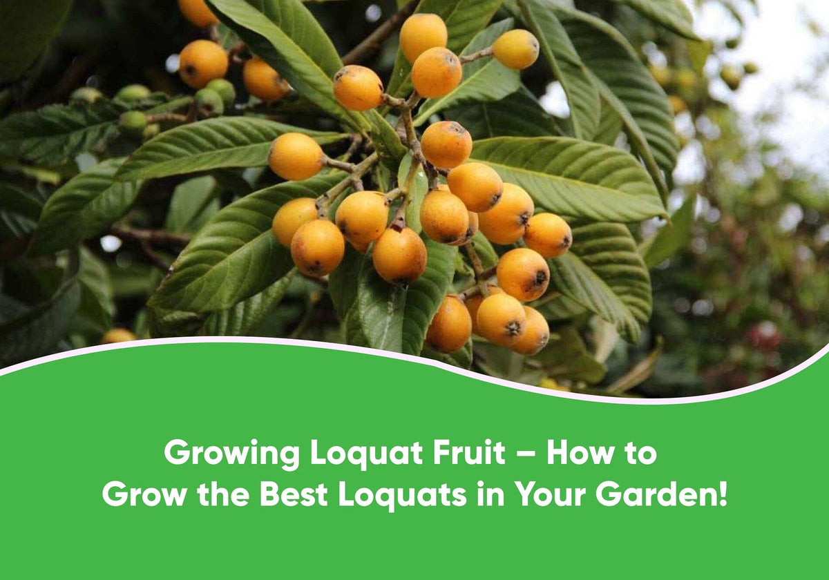 Growing Loquat Fruit: Expert Tips & Care – Everglades Farm