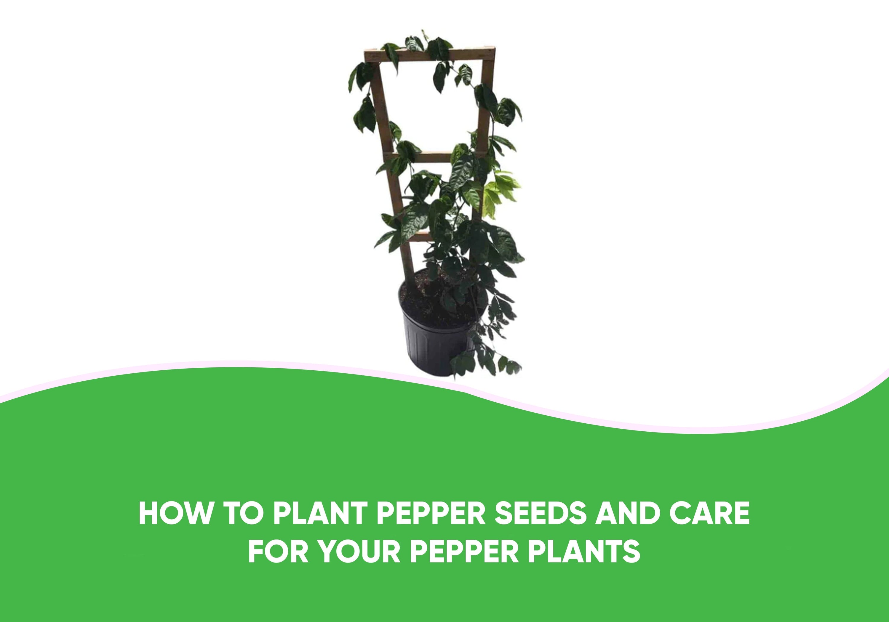 Pepper Planting & Care Guide – Everglades Farm