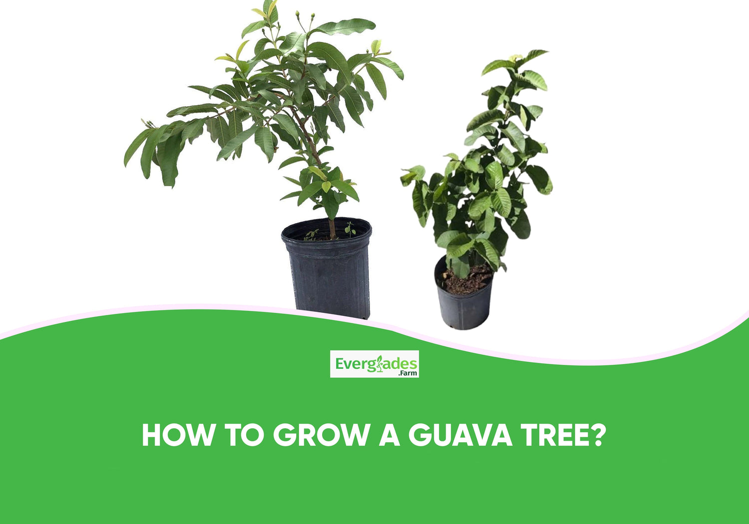 Growing Guava Trees: A Simple Guide – Everglades Farm