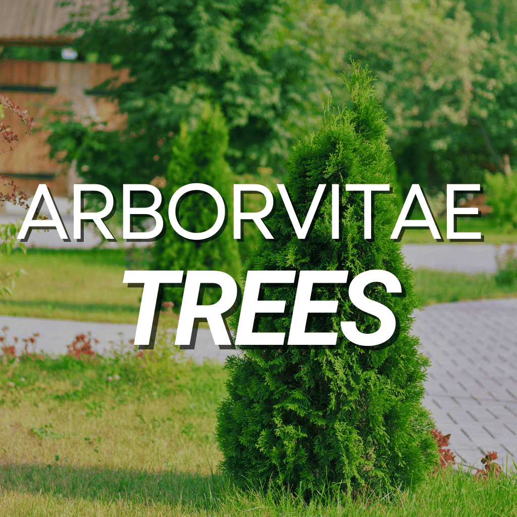 Buy Arborvitae Trees Online – Everglades Farm
