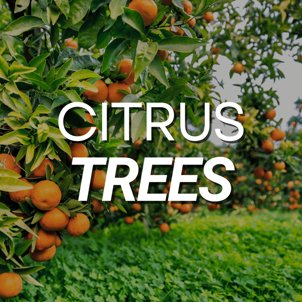 Buy Citrus Trees Online | Lemon, Lime & Orange Trees – Everglades Farm