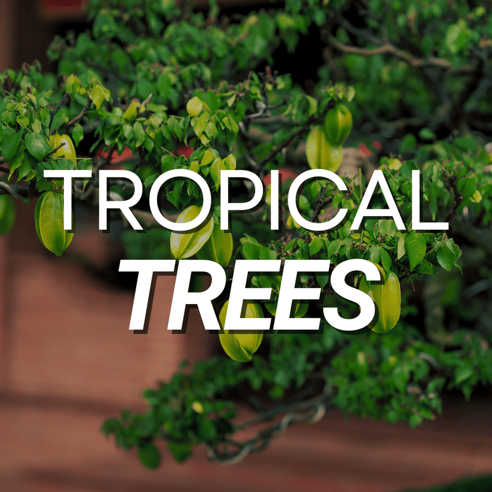 Collections – Everglades Farm