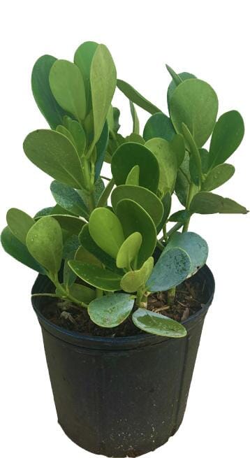 Clusia Plants for Sale at Discounted Price | Everglades Farm