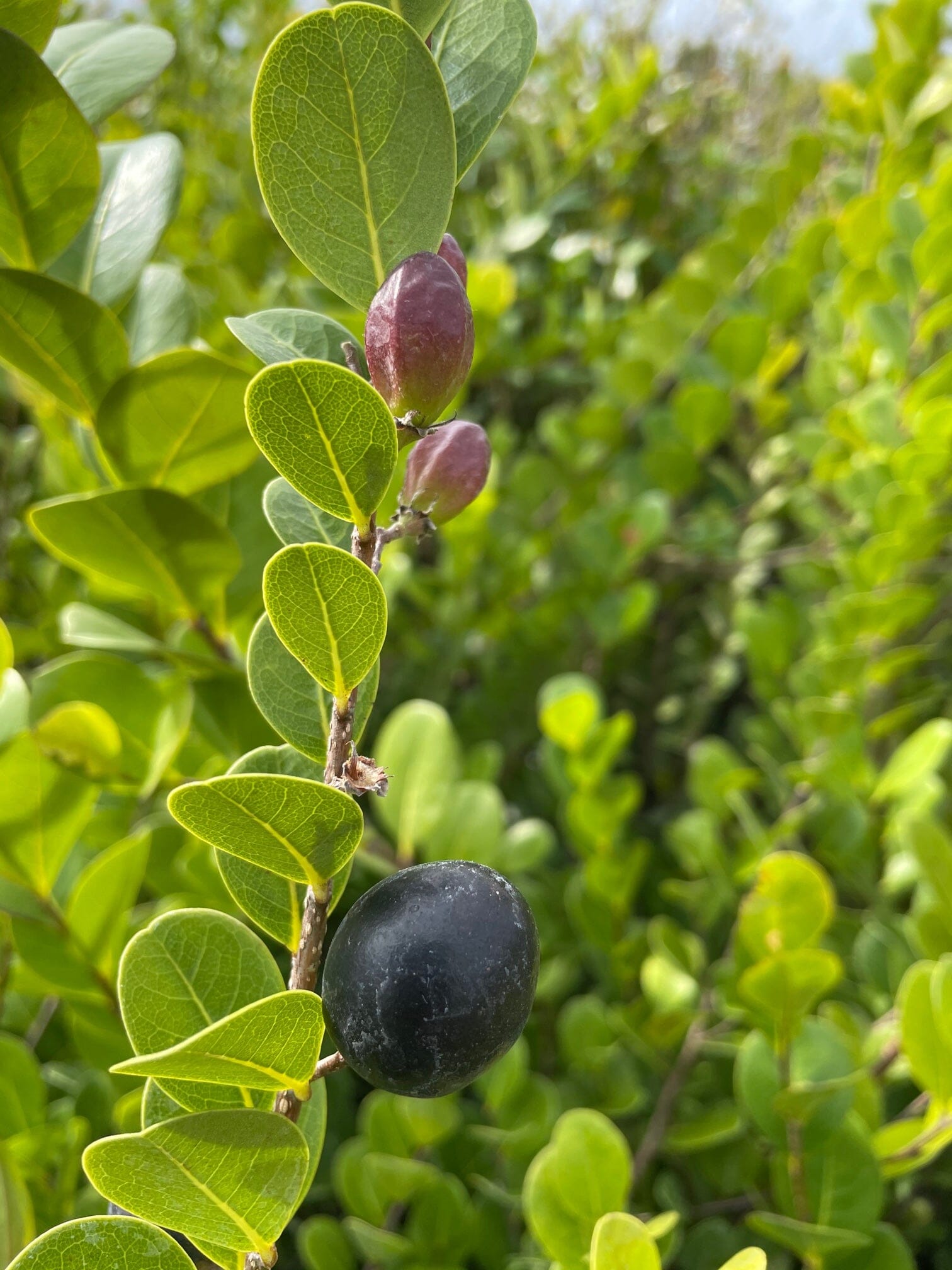 Coco Plum Plants for sale in Florida | Buy Online | Everglades Farm