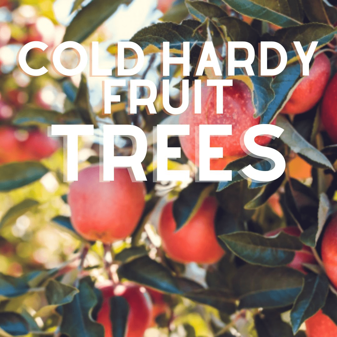 Cold Hardy Fruit Trees - Zone 4-9 Winter Tolerant Varieties ...