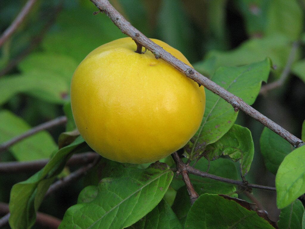 Araza Plants For Sale at Discounted Price | Everglades Farm