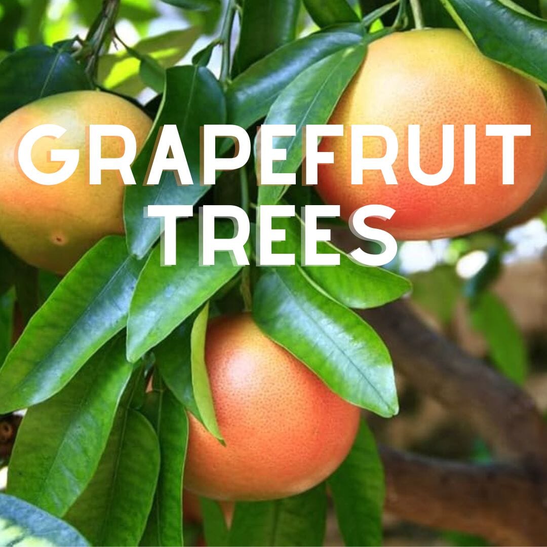 Grafted Grapefruit Trees for Sale | Ruby Red & Dwarf – Everglades Farm