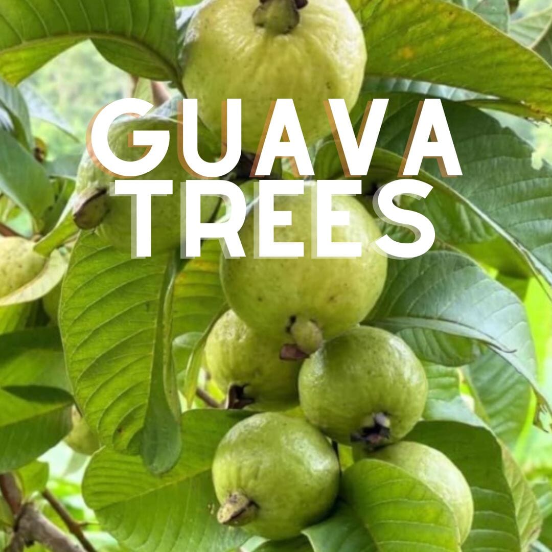 Exotic Guava Trees Collection - 15 Varieties | Pink, White & Rare – Everglades Farm