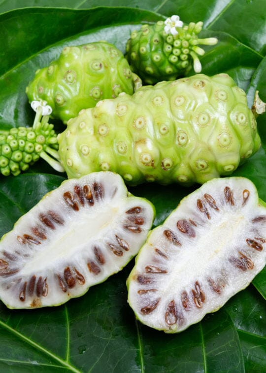 Noni Fruit Plants for Sale | Noni Tree for Sale | Everglades Farm