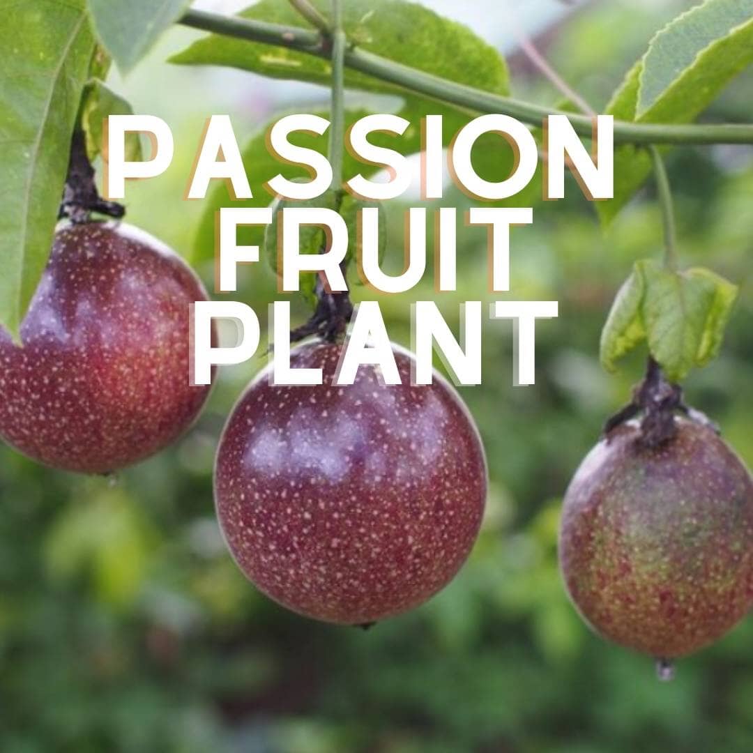 Passion Fruit Plants for Sale | 7 Varieties | Everglades Farm
