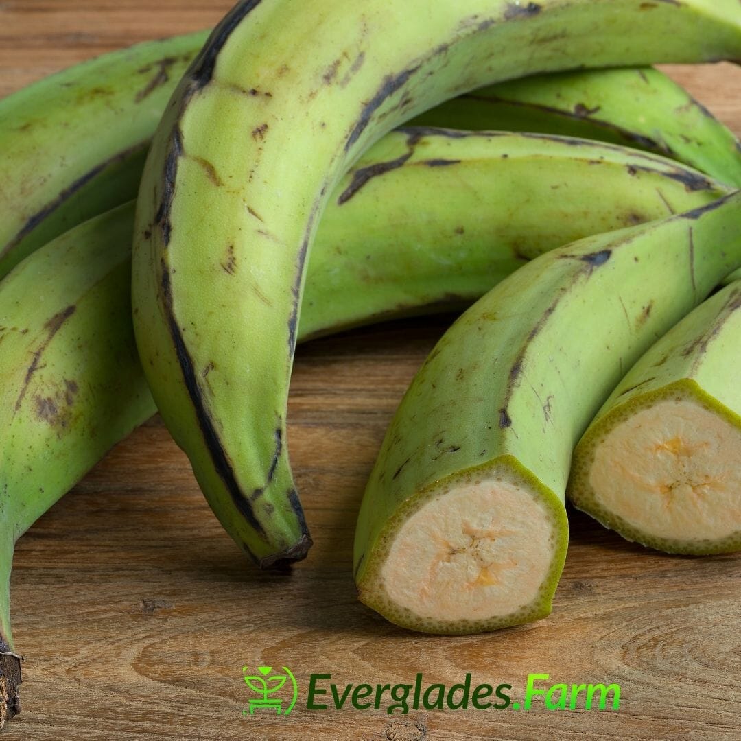 Plantain Plants for Sale | Plantain Trees for Sale | Everglades Farm