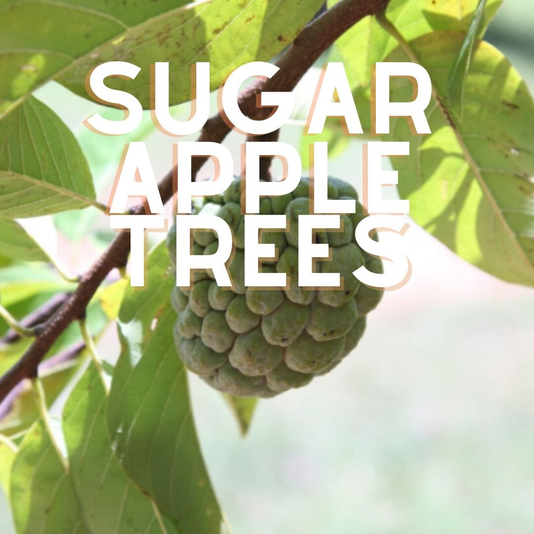 Sugar Apple Tree for Sale - Varieties, Care & Benefits – Everglades Farm