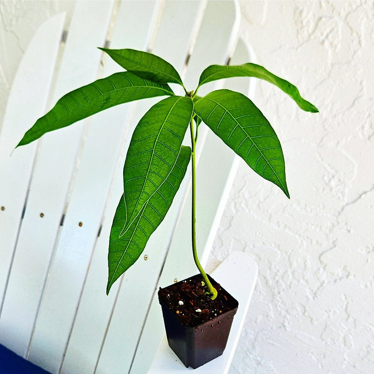 Turpentine Mango Tree 18+ inches tall - Mango Criollo from seedlings 1 ...