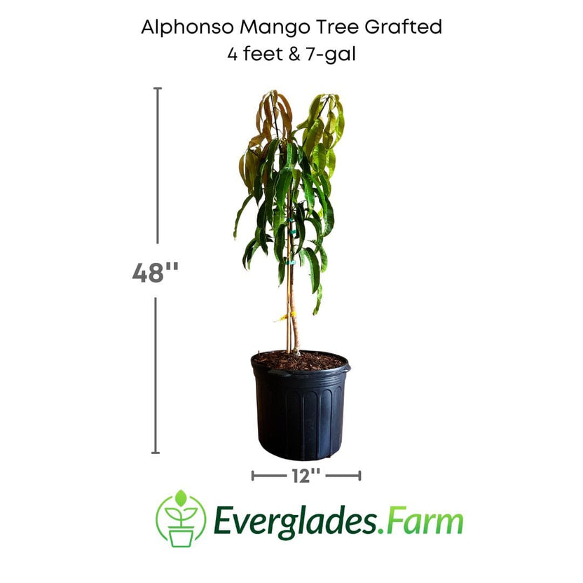 Mango Trees for Sale - 100+ Grafted Varieties | Everglades Farm