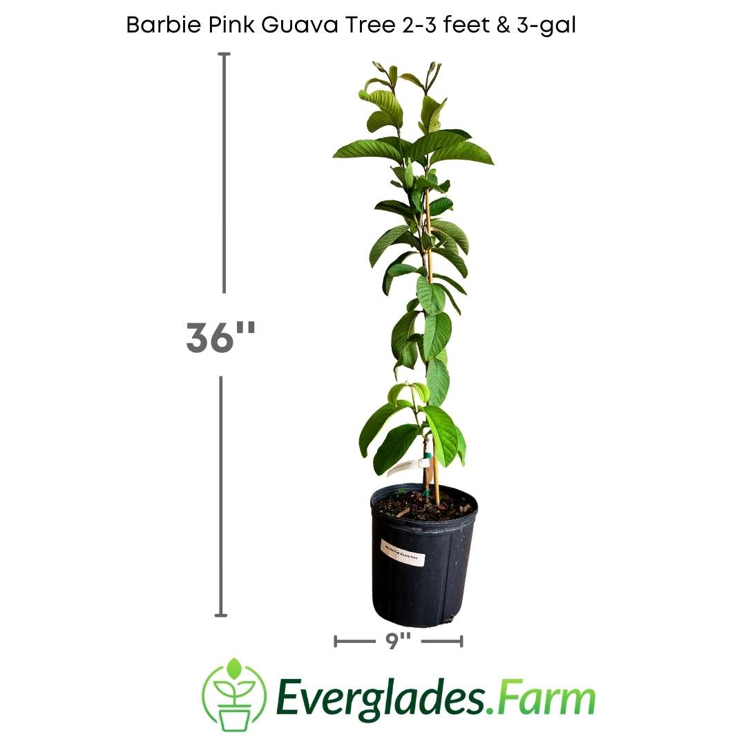 Barbie Pink Guava Tree – Everglades Farm