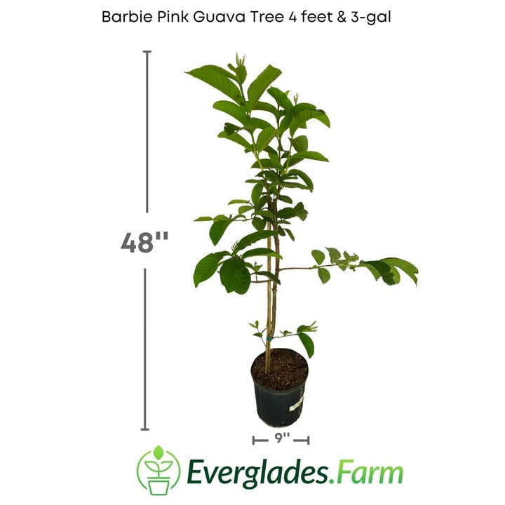 Exotic Guava Trees Collection - 15 Varieties | Pink, White & Rare ...
