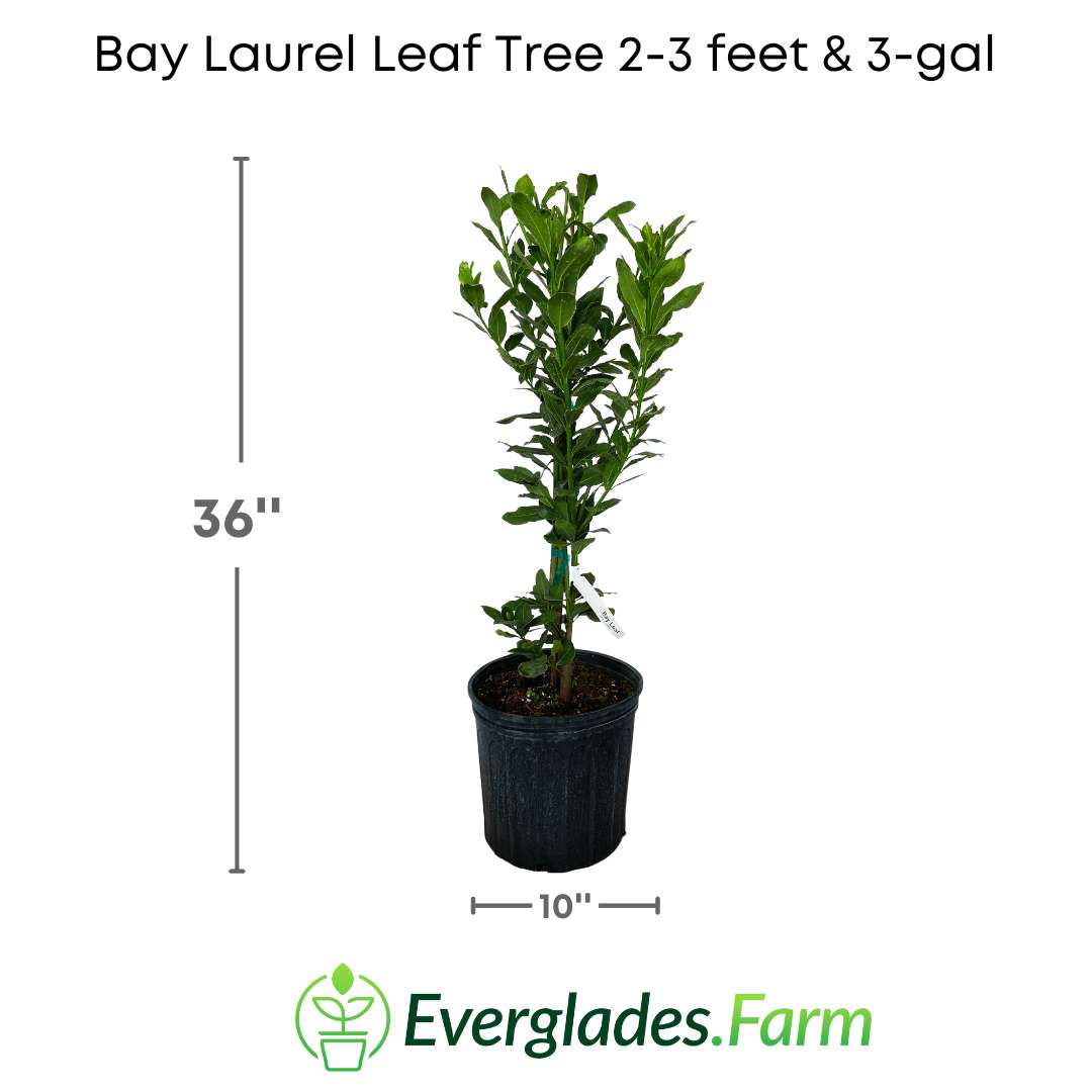 Bay Laurel Leaf Tree container for sale from Florida – Everglades Farm