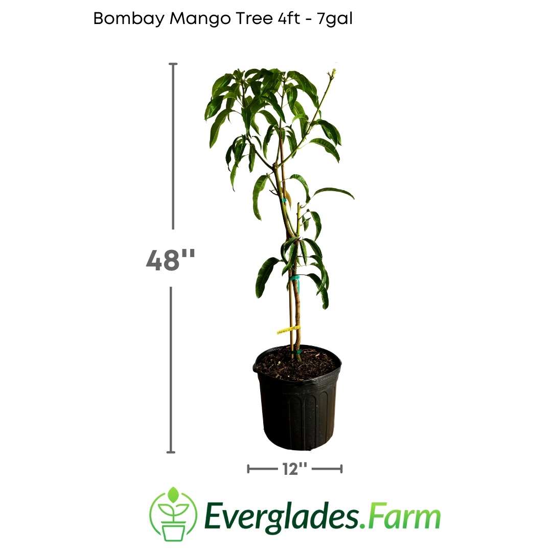 Bombay Mango Tree, Grafted – Everglades Farm