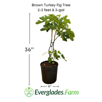 Fig Trees for Sale | Dwarf & Standard Varieties | Everglades Farm