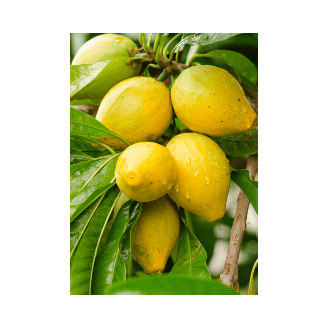 Bruce Canistel [Egg-Fruit] Tree – Everglades Farm