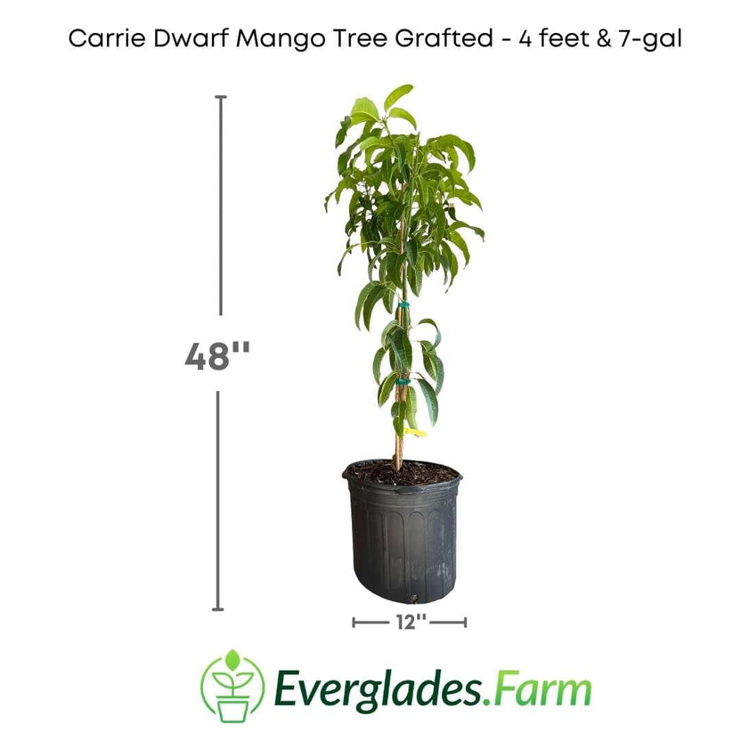 Dwarf Fruit Trees for Small Spaces – Easy to Grow & High Yield ...