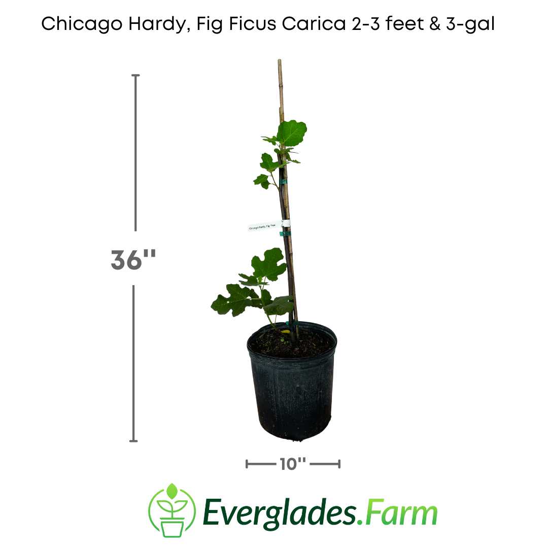 Chicago Hardy Fig Ficus carica – Everglades Farm
