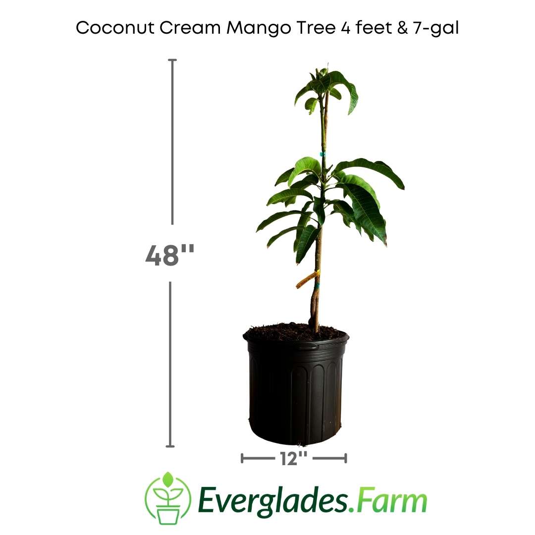 Coconut Cream Mango Tree, Grafted – Everglades Farm