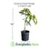Coconut Cream Mango Tree for Sale – Grafted & Grown in Florida ...