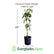 Coconut Cream Mango Tree for Sale – Grafted & Grown in Florida ...