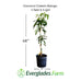 Coconut Cream Mango Tree for Sale – Grafted & Grown in Florida ...