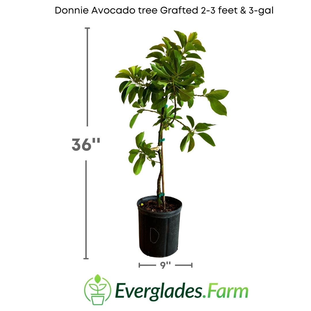 Donnie Avocado Tree Grafted – Everglades Farm