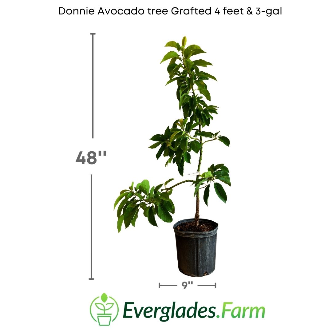 Donnie Avocado Tree Grafted – Everglades Farm