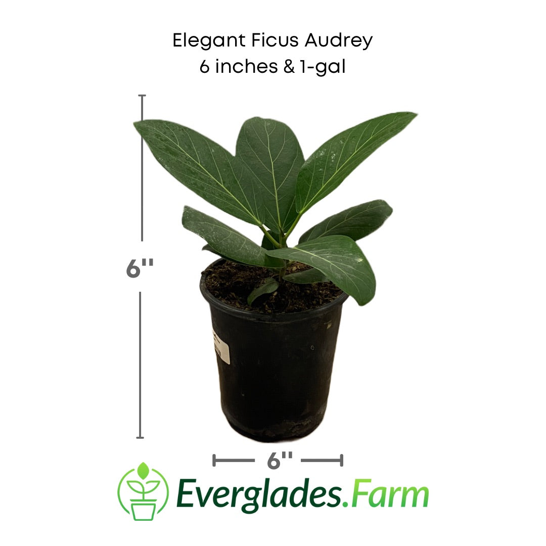 Elegant Ficus Audrey The Perfect Indoor Banyan Tree, 6" tall & 1 gal ...