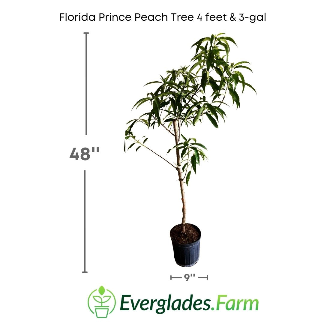 Florida Prince Peach Tree – Everglades Farm