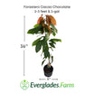 Forastero Cacao Chocolate Tree – Everglades Farm