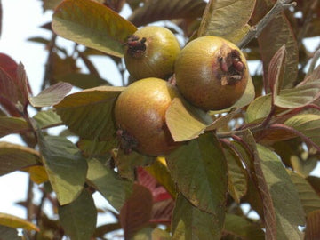 Exotic Guava Trees Collection - 15 Varieties | Pink, White & Rare ...