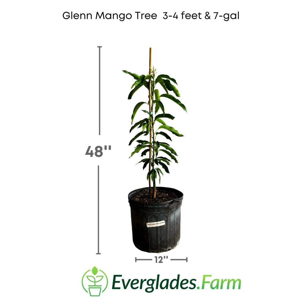 Glenn Mango Tree, Grafted – Everglades Farm
