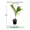 Malayan Dwarf Coconut Palm Tree| Florida – Everglades Farm