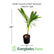 Malayan Dwarf Coconut Palm Tree| Florida – Everglades Farm