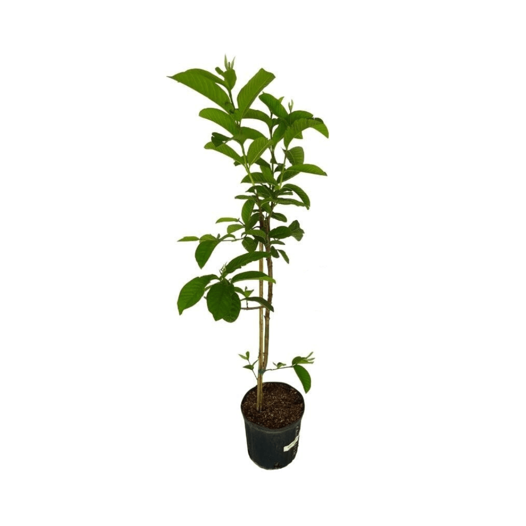 Exotic Guava Trees Collection - 15 Varieties | Pink, White & Rare ...