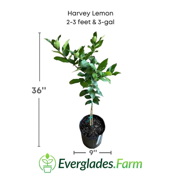 Harvey Lemon Tree Cutting - Cold Hardy, Disease Resistant, High Juice ...