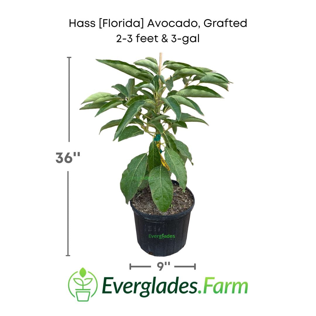 Hass [Florida] Avocado Tree, Grafted – Everglades Farm