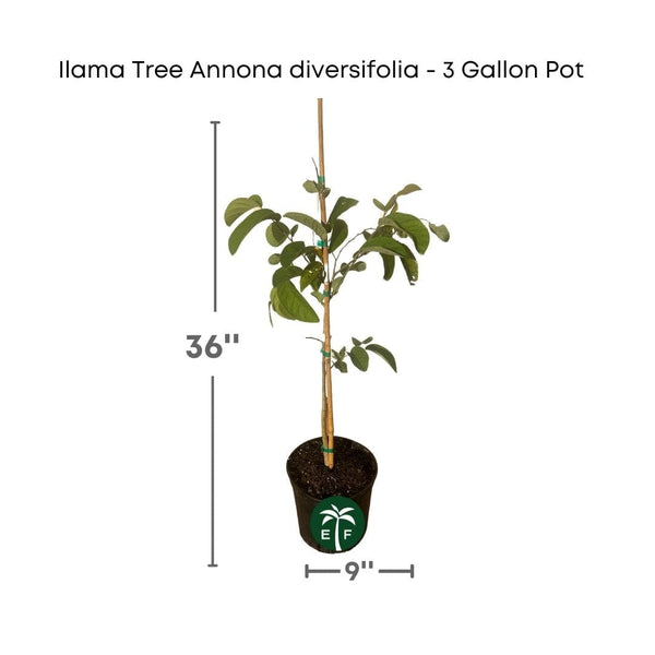 Ilama Tree Annona diversifolia - 3 Gallon Pot – Everglades Farm
