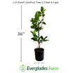 J-31 Dwarf Jackfruit Tree, Grafted – Everglades Farm
