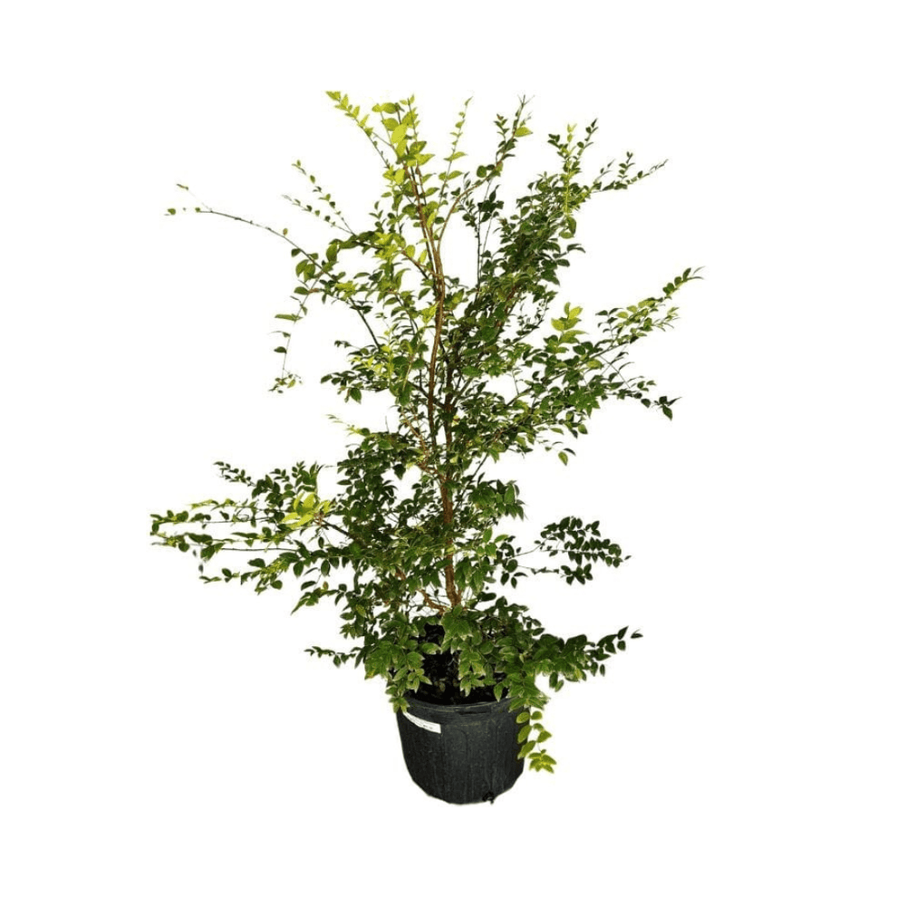 Sabara Jaboticaba Tree, Black Fruit – Everglades Farm